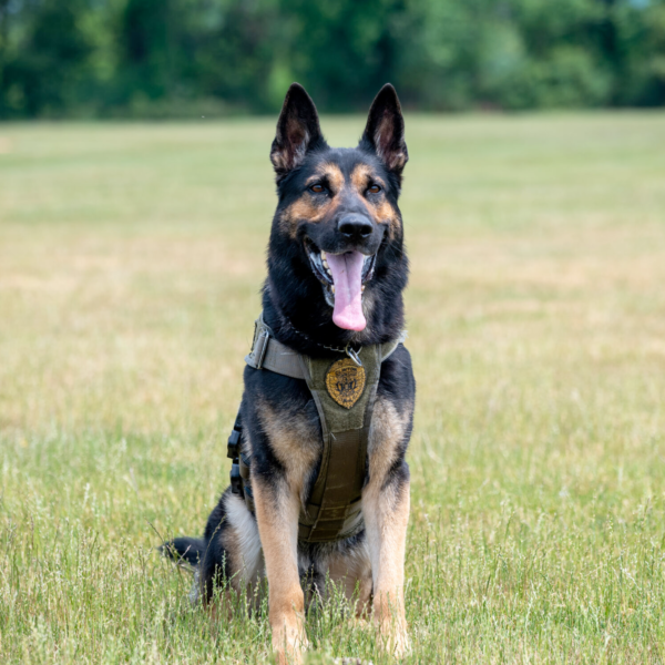 K-9 unit – Clinton Township Police Department